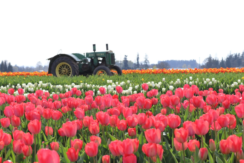 Photos to Inspire You to Visit a Tulip Field - Happily Ever Adventures