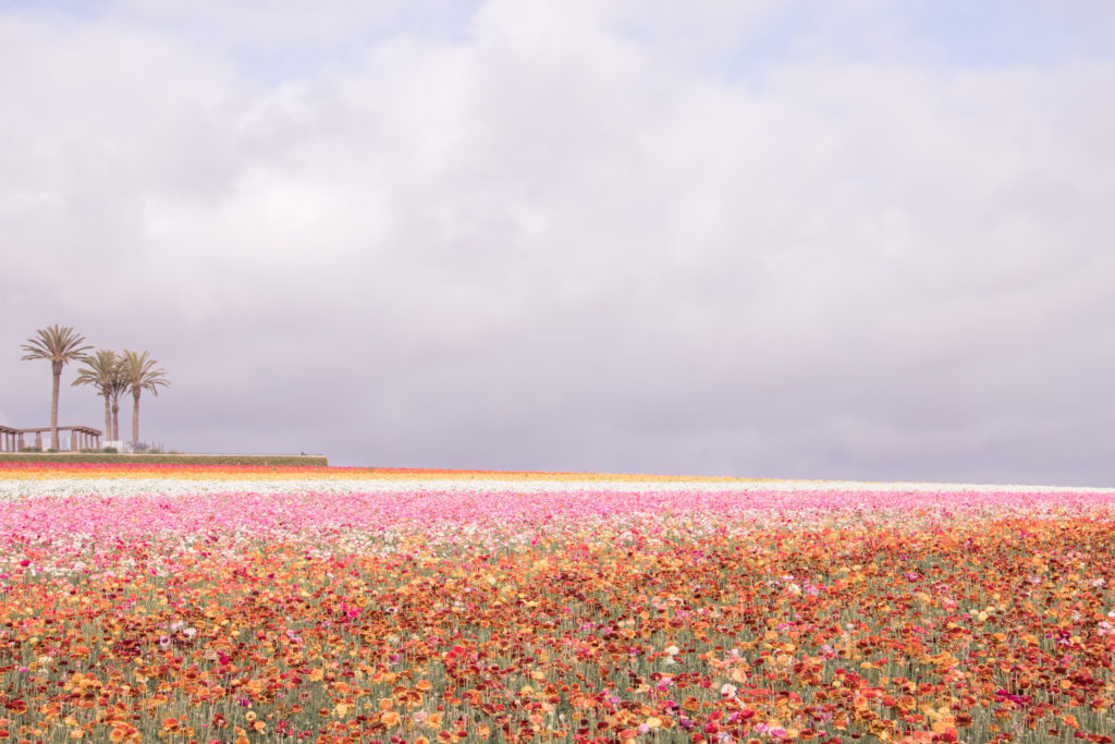 Spring Day Trip Guide to Carlsbad for Couples - Happily Ever Adventures